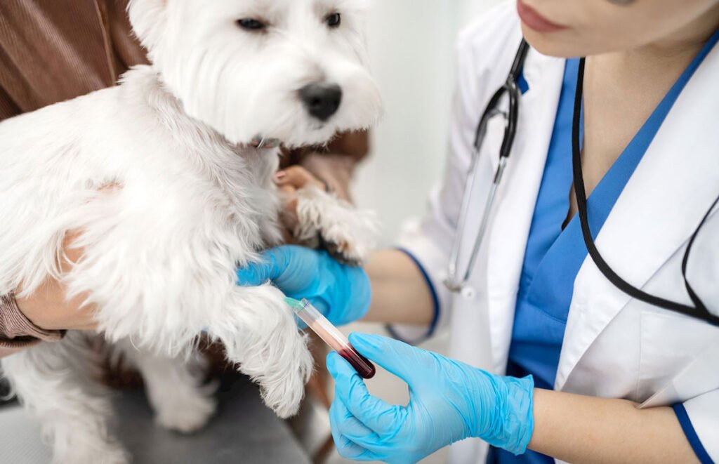 Clinical Applications of Demineralized Bone Matrix in Dogs - Xenowide ...